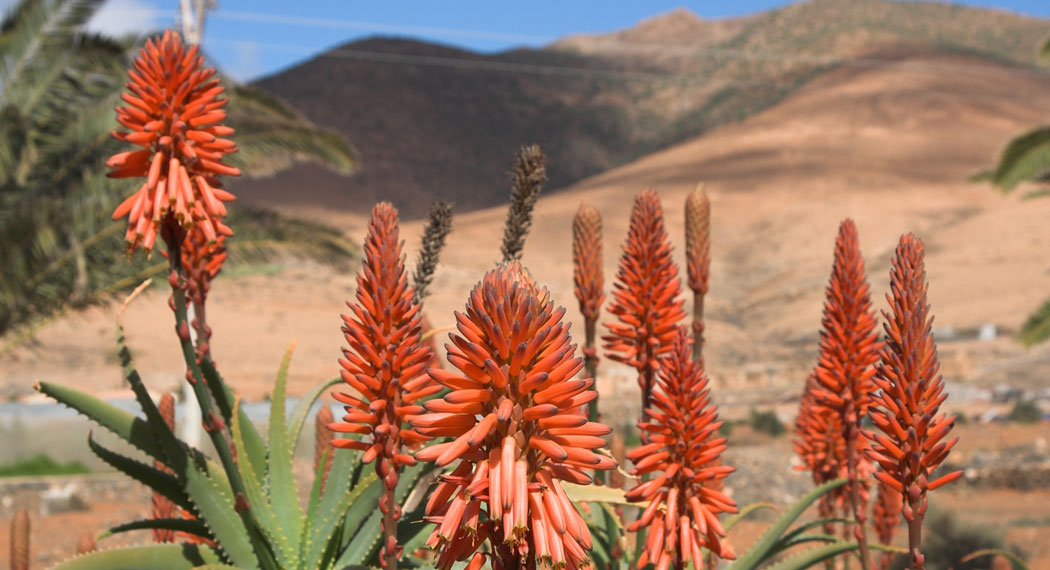 Kourosh Harandi DDS., MS. Periodontist Walnut Creek CA