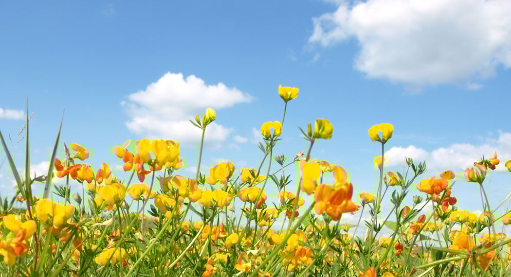 Kourosh Harandi DDS., MS. Periodontist Walnut Creek CA