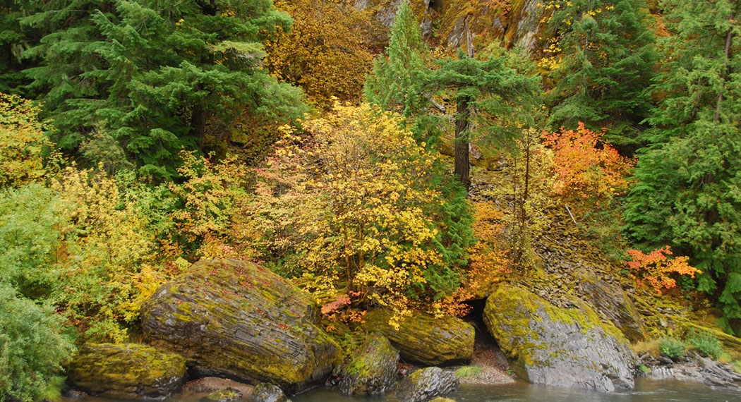 Kourosh Harandi DDS., MS. Periodontist Walnut Creek CA